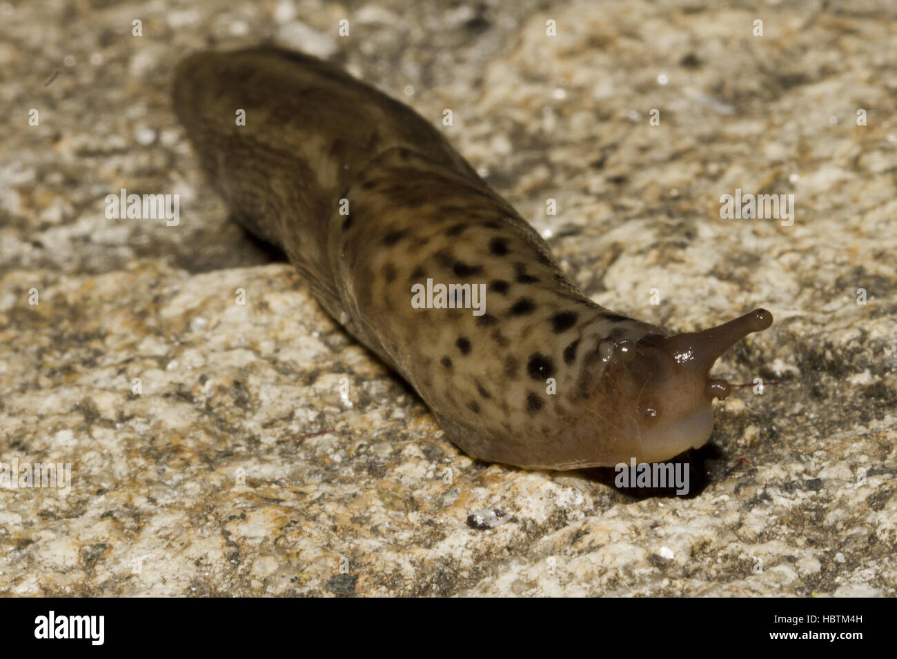 Slugs hi-res stock photography and images - Alamy