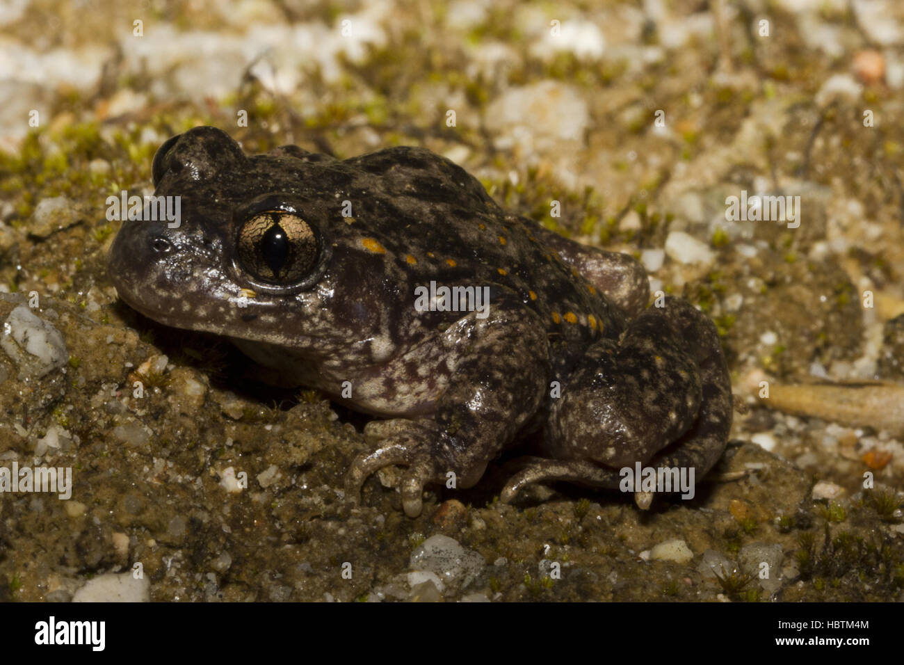 common midwife toad Stock Photo - Alamy