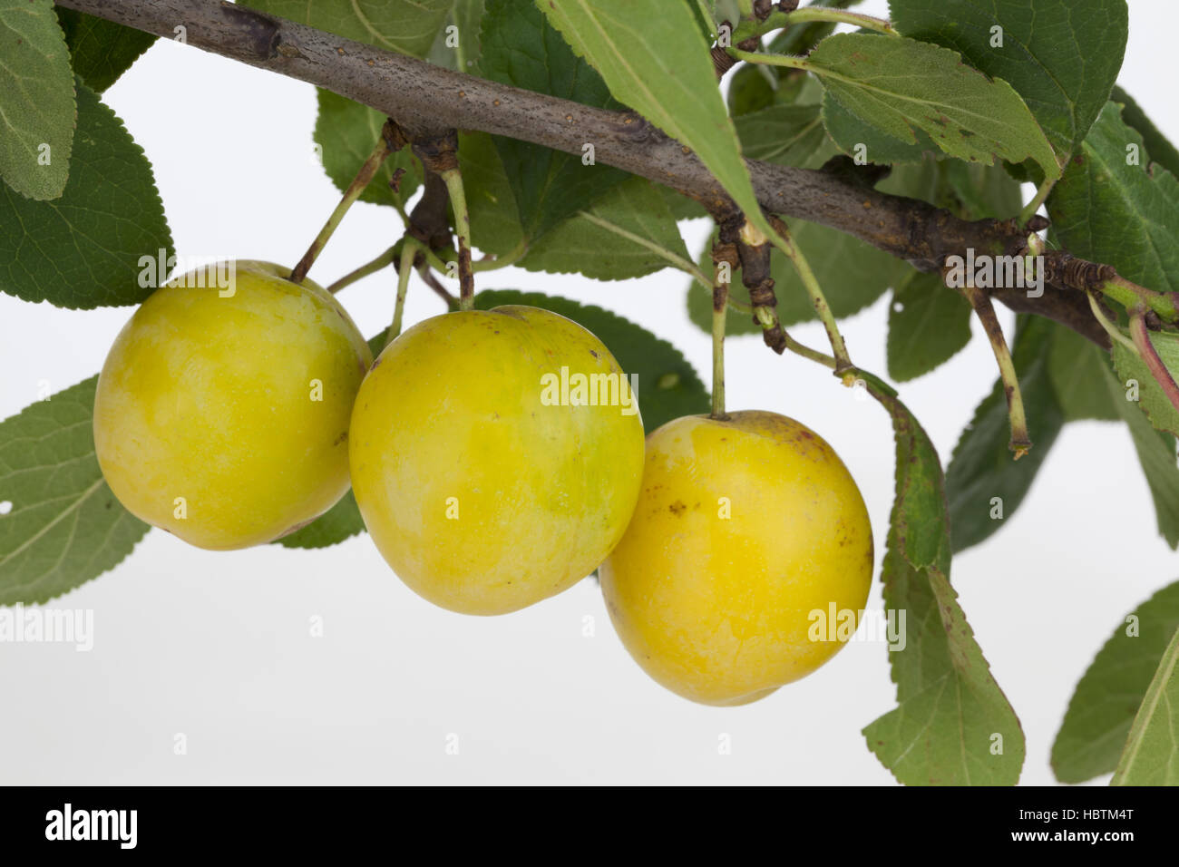 Mirabelle prune prunus domestica hi-res stock photography and images ...