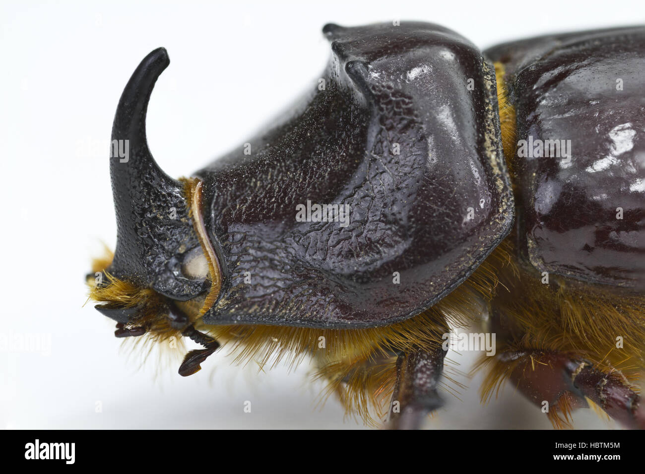 European rhinoceros beetle head Stock Photo - Alamy