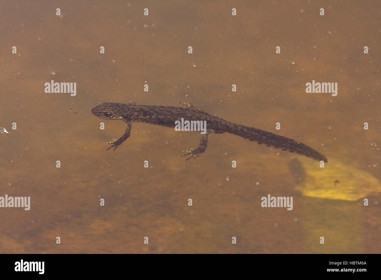 alpine newt swimming Stock Photo - Alamy
