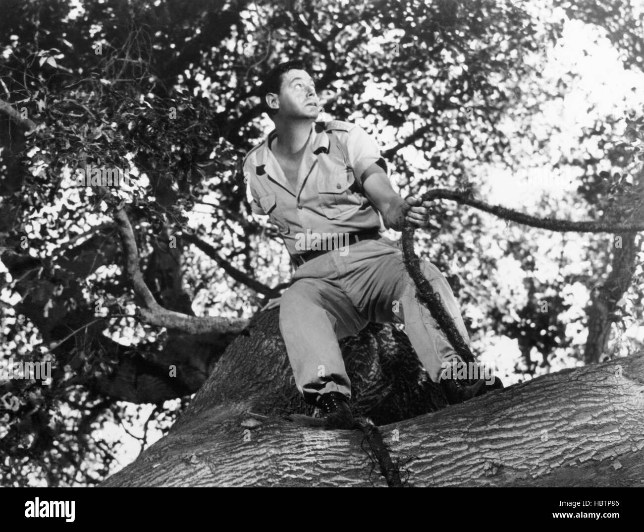 FURY OF THE CONGO, Johnny Weissmuller, (as Jungle Jim), 1951 Stock ...