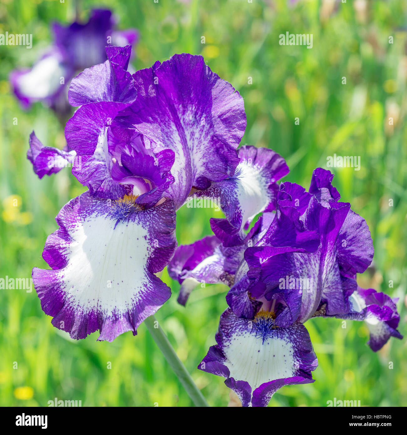 Flowers purple irises Stock Photo - Alamy