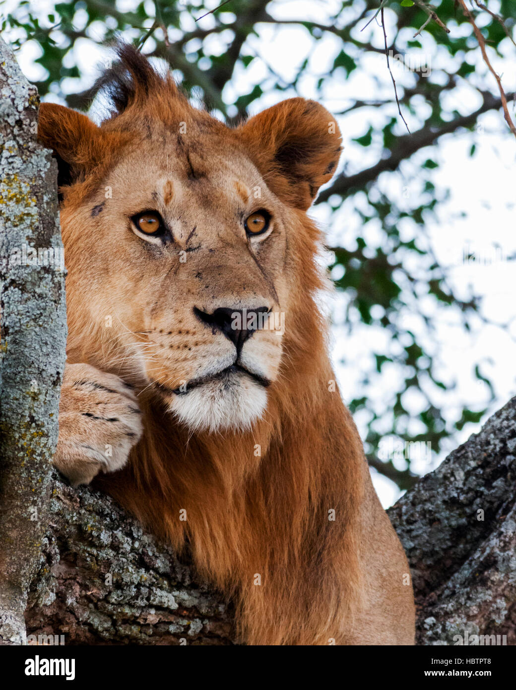Lion up tree hi-res stock photography and images - Alamy