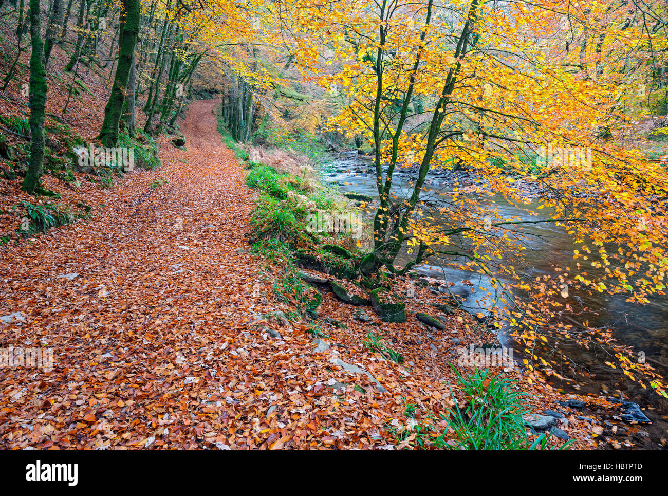 Riverside path running through Autumnal woodland Stock Photo - Alamy