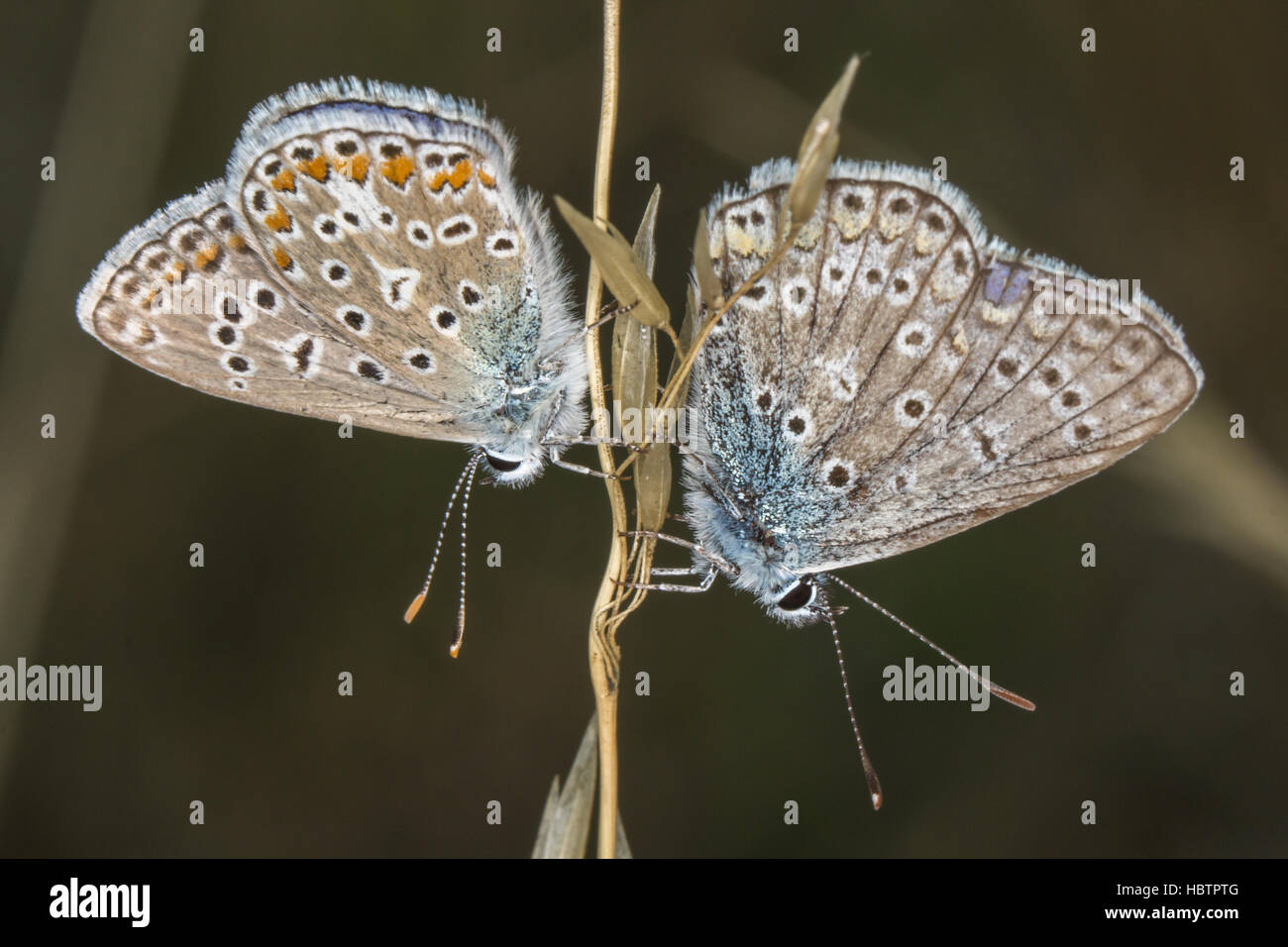 Blues wald hi-res stock photography and images - Alamy