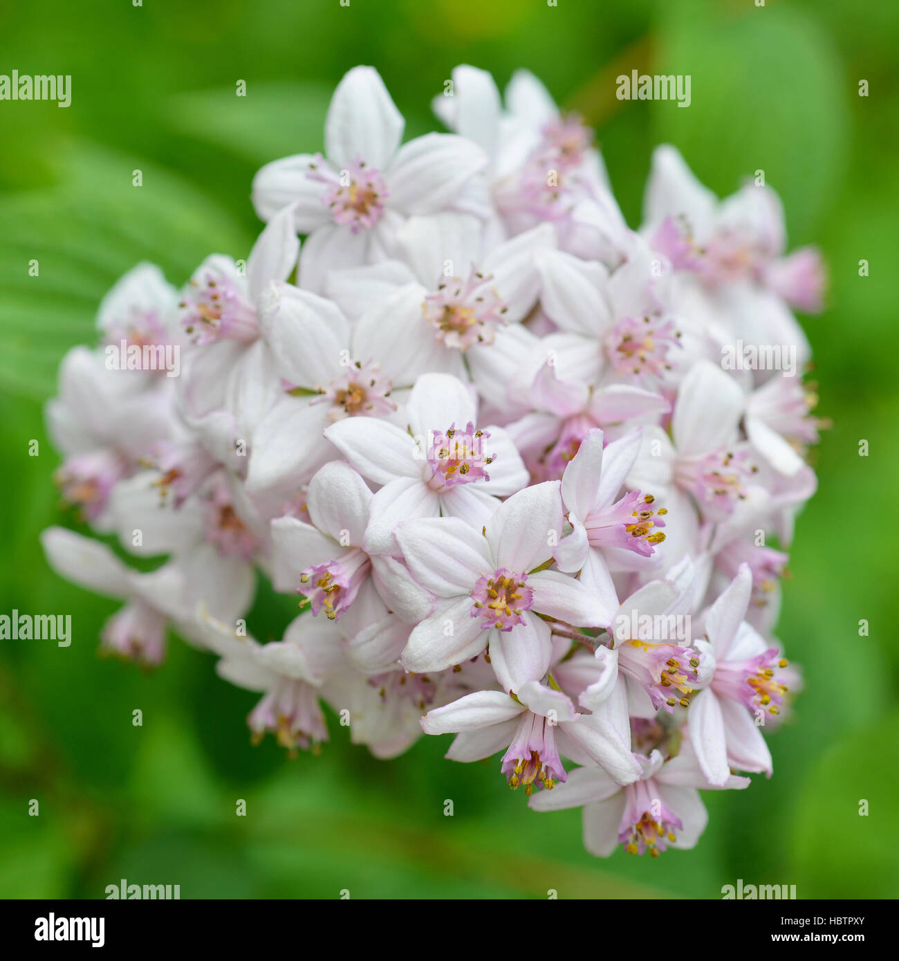 Deutzia High Resolution Stock Photography and Images - Alamy
