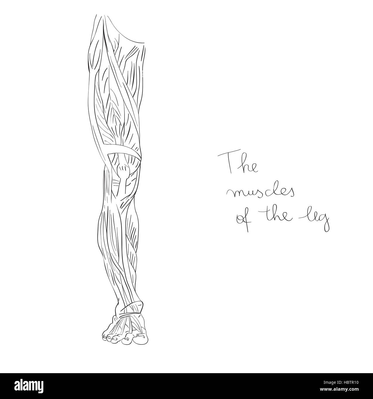 Muscular front Black and White Stock Photos & Images - Alamy