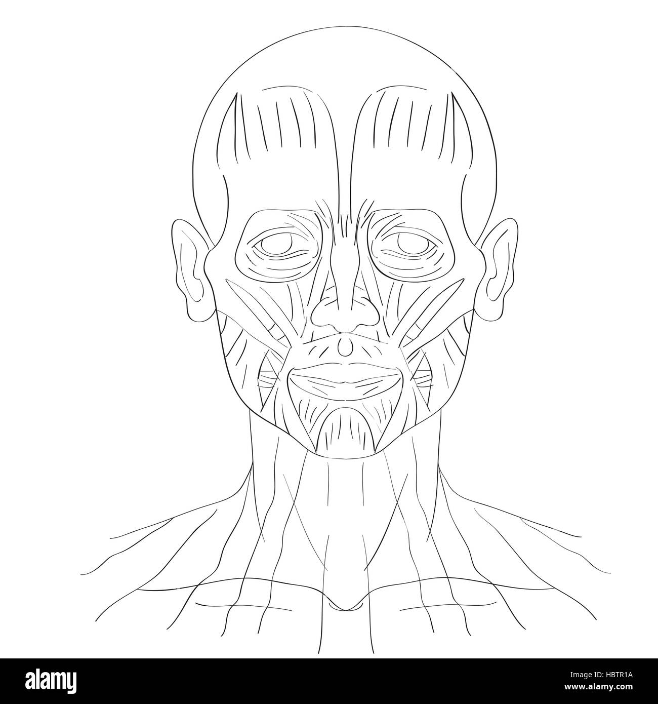Muscle anatomy face hi-res stock photography and images - Alamy