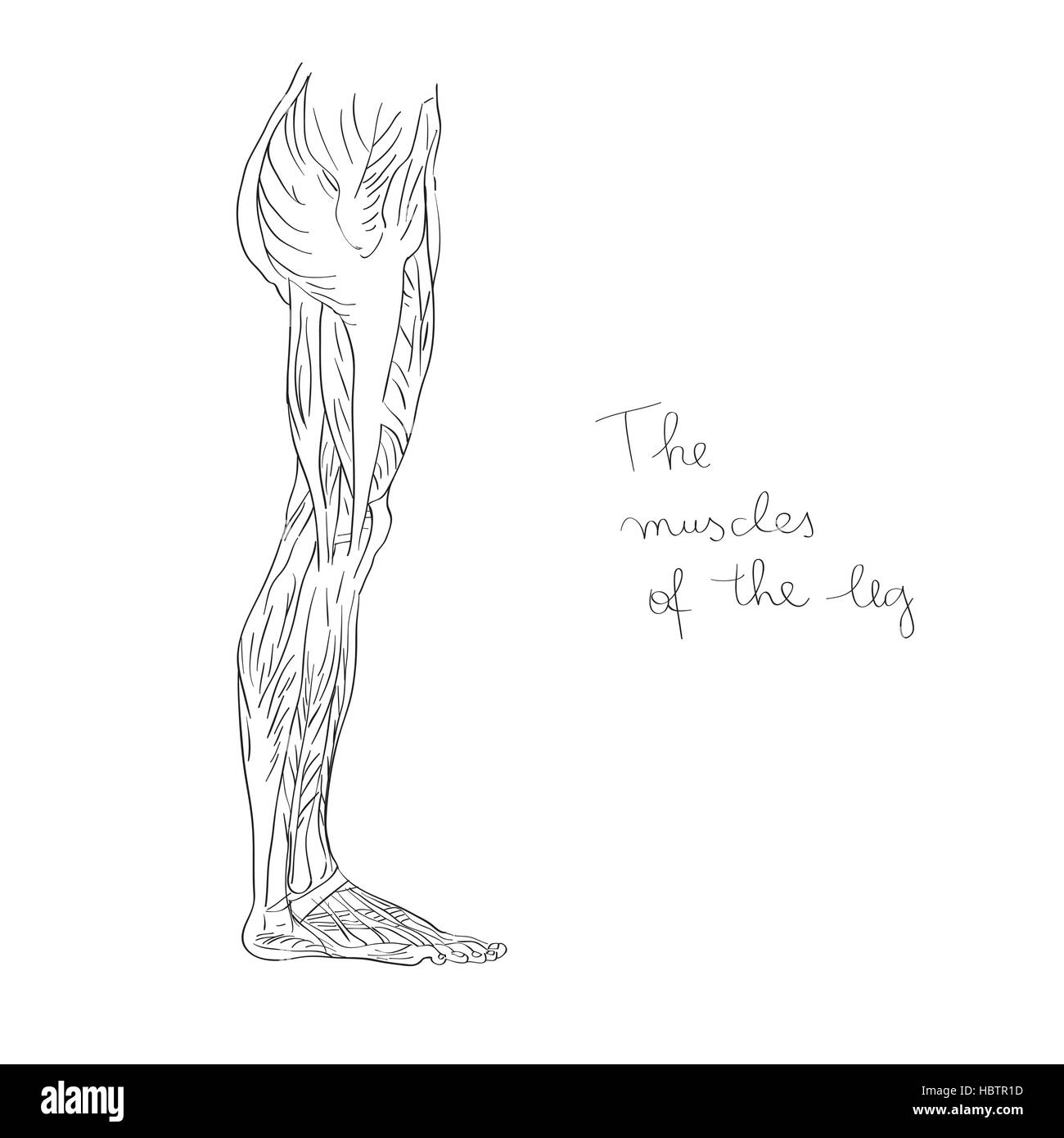 Bone of the leg lateral view Black and White Stock Photos & Images - Alamy