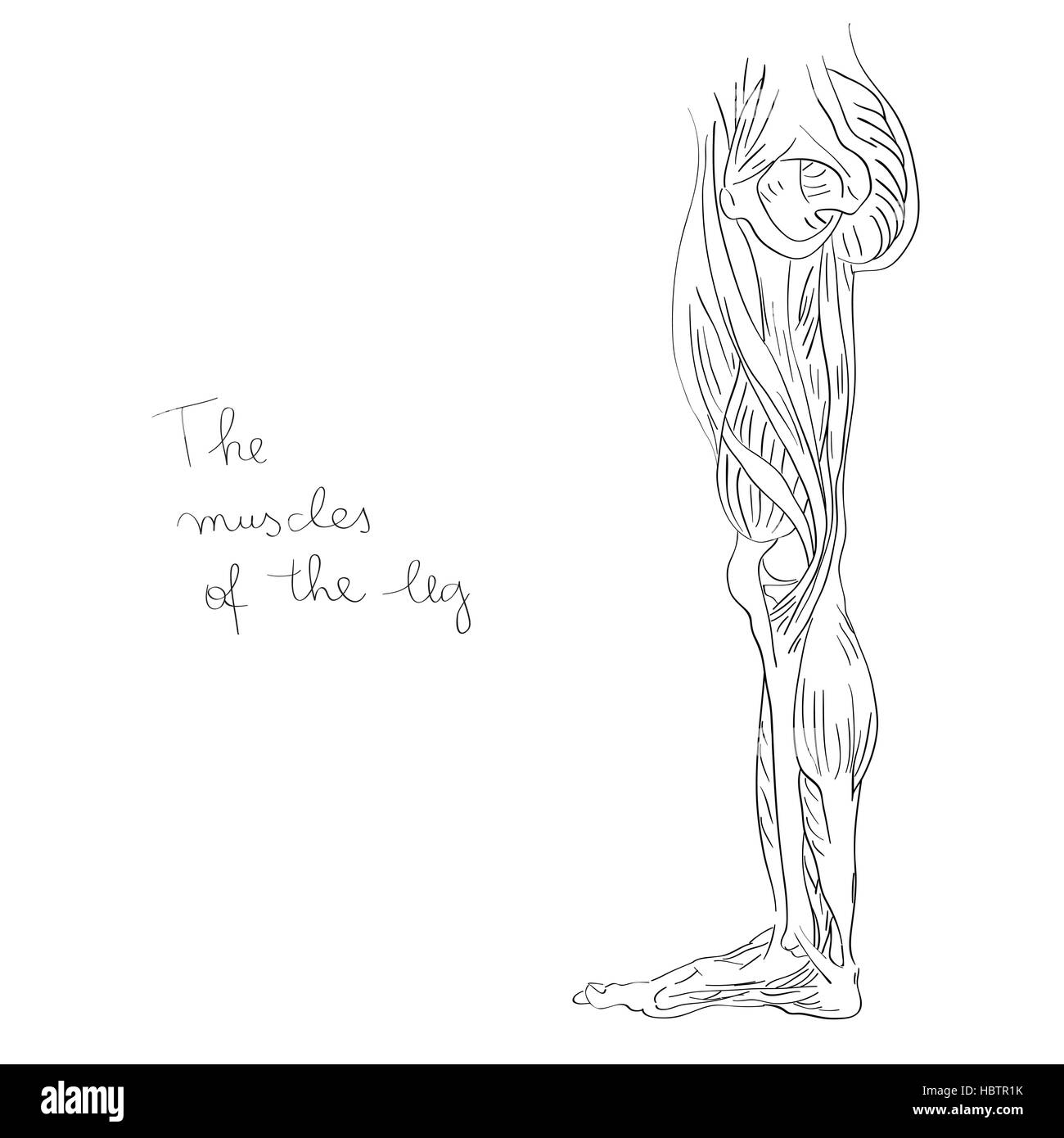 Lateral view of the human muscular system hi-res stock photography and ...