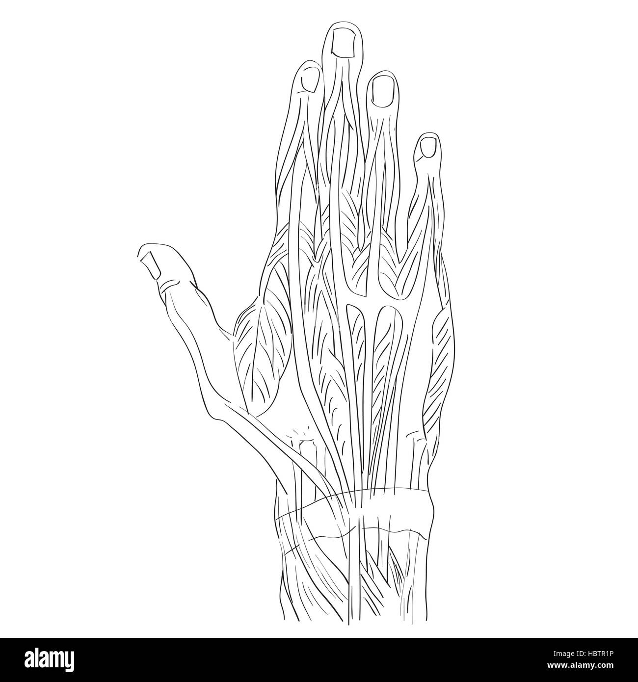 Hand muscles anatomy Black and White Stock Photos & Images - Alamy