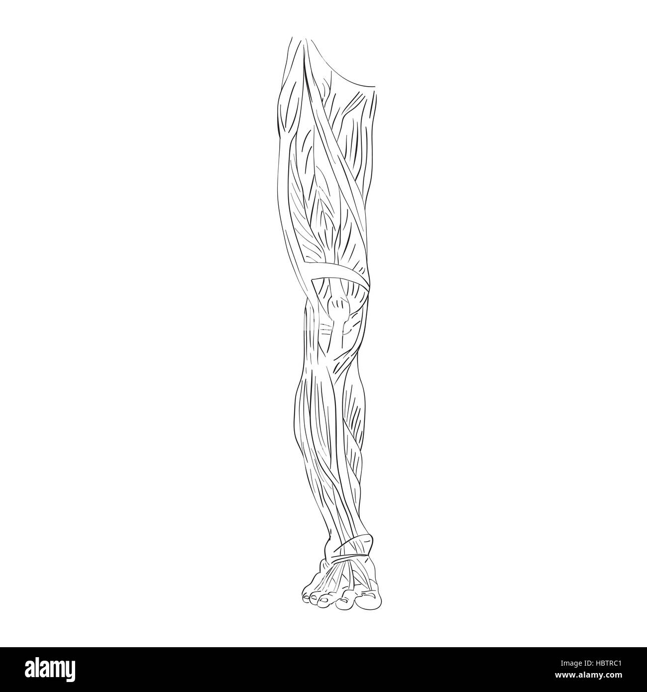 leg muscles front Stock Photo - Alamy