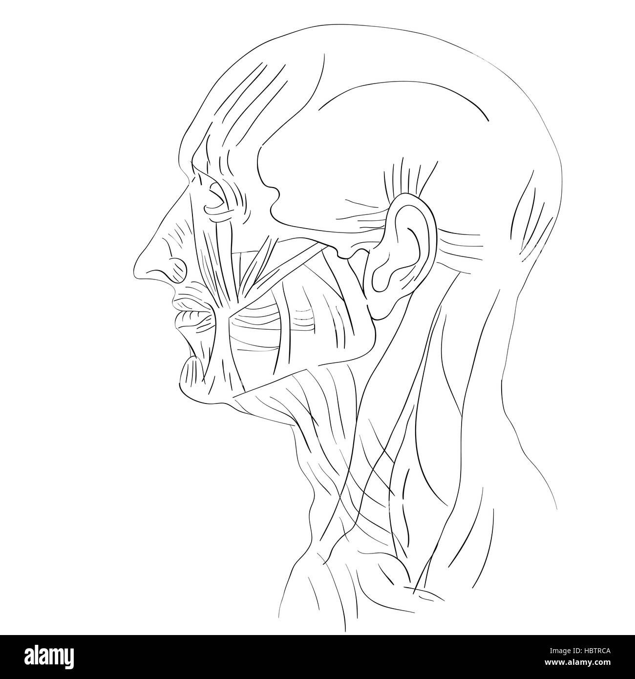 Lateral head man hi-res stock photography and images - Alamy