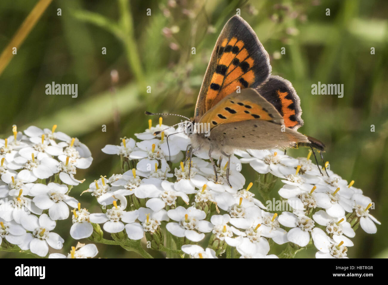 Common copper (Lycaena phlaeas Stock Photo - Alamy