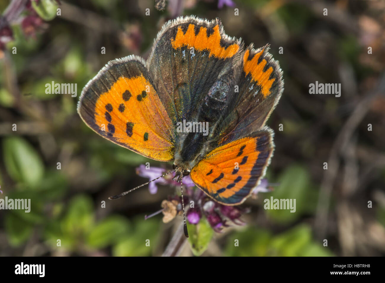 Common copper (Lycaena phlaeas Stock Photo - Alamy