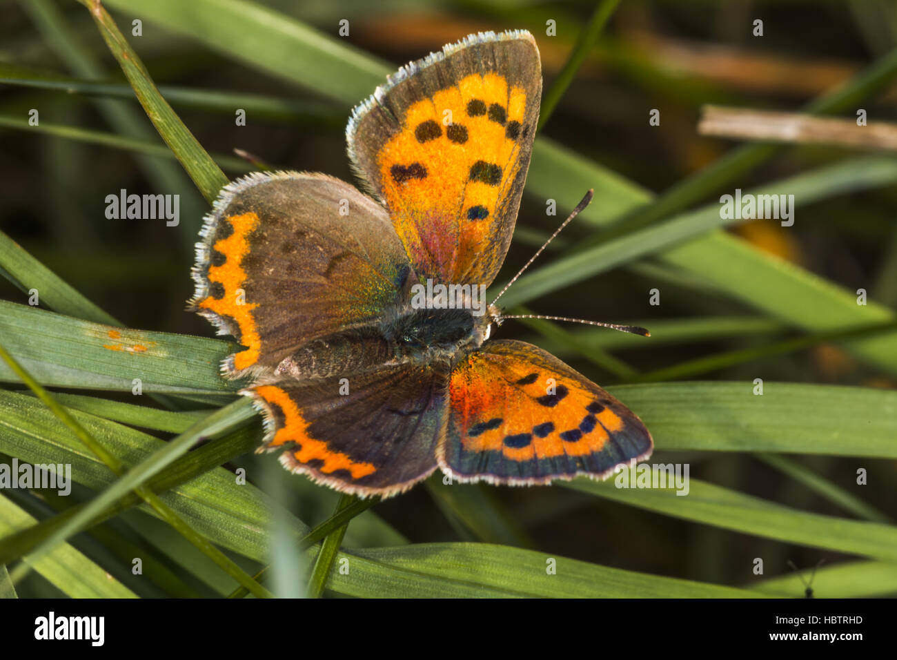 Common copper (Lycaena phlaeas Stock Photo - Alamy