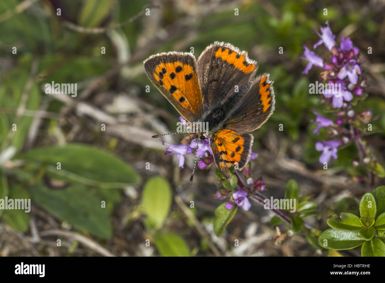 Common copper (Lycaena phlaeas Stock Photo - Alamy