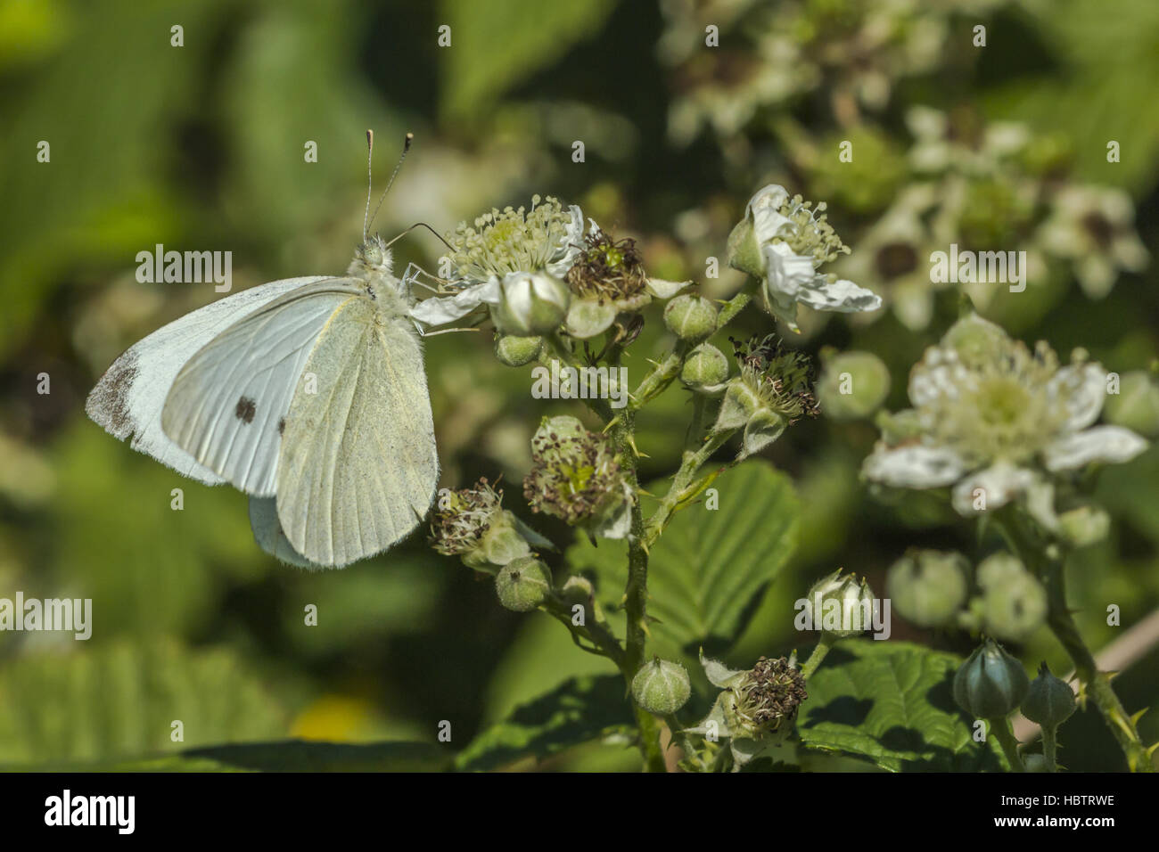 Cabbage butterfly (Pieris rapae Stock Photo - Alamy