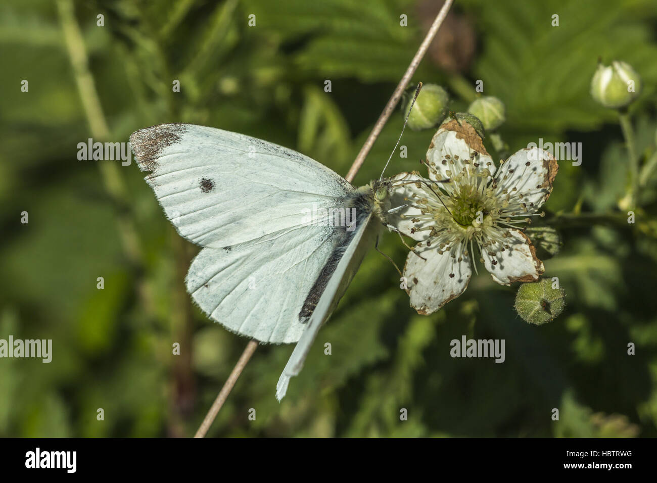 Cabbage butterfly (Pieris rapae Stock Photo - Alamy