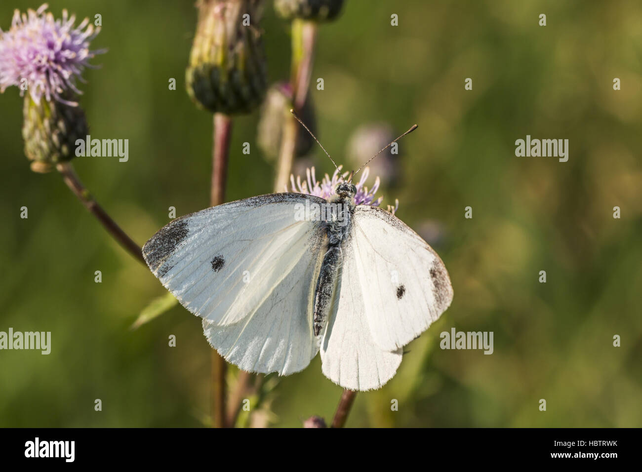Pieris Butterfly High Resolution Stock Photography and Images - Alamy