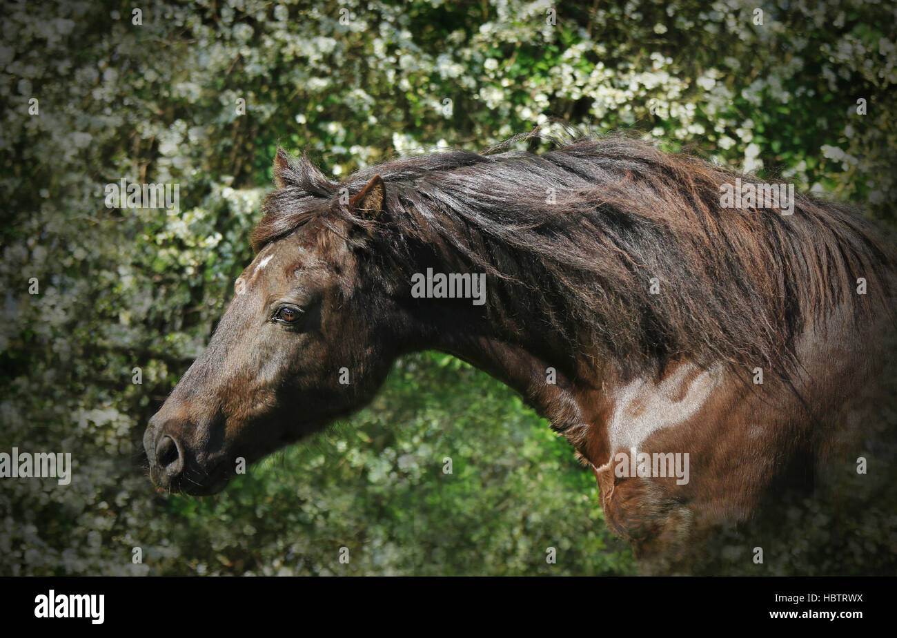 Welsh cob pony hi-res stock photography and images - Alamy