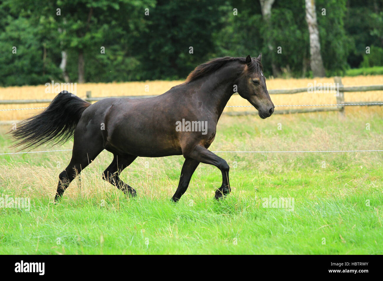 Welsh cob hi-res stock photography and images - Alamy