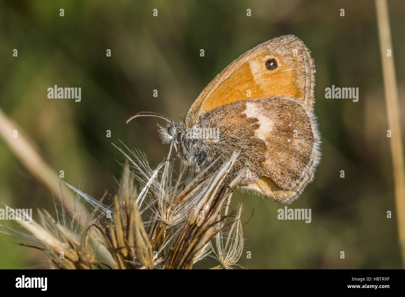 Small heath moth hi-res stock photography and images - Alamy