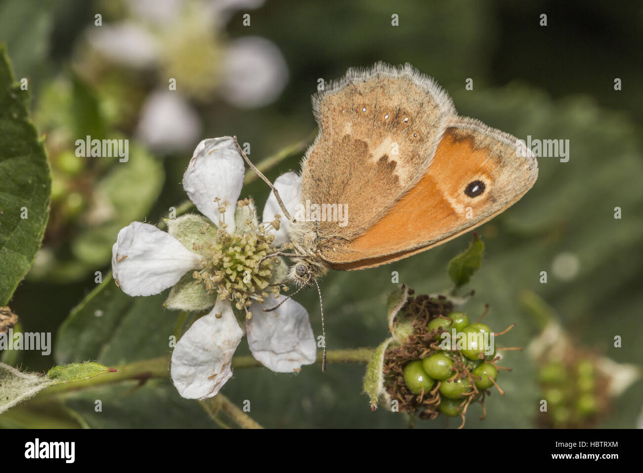 Small Heath Moth High Resolution Stock Photography and Images - Alamy