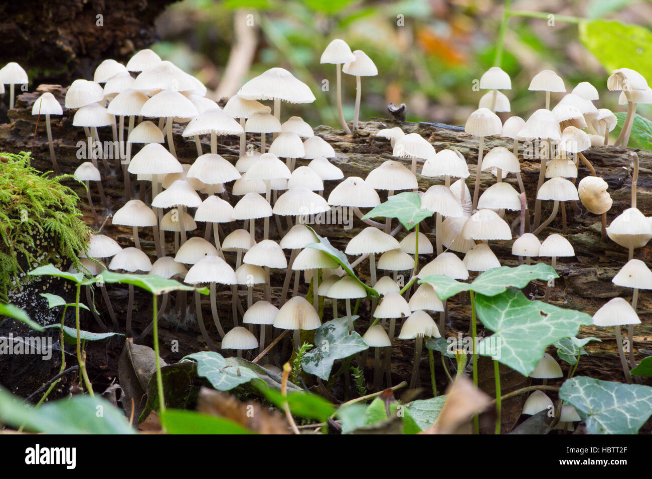 Tiny toadstools hi-res stock photography and images - Alamy