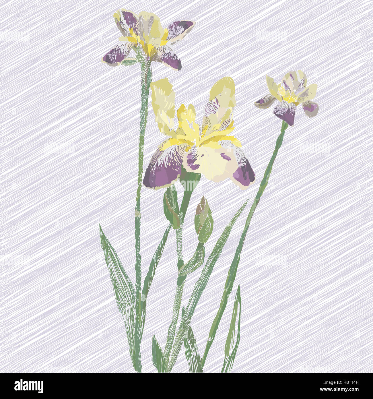 three iris flowers Stock Photo - Alamy