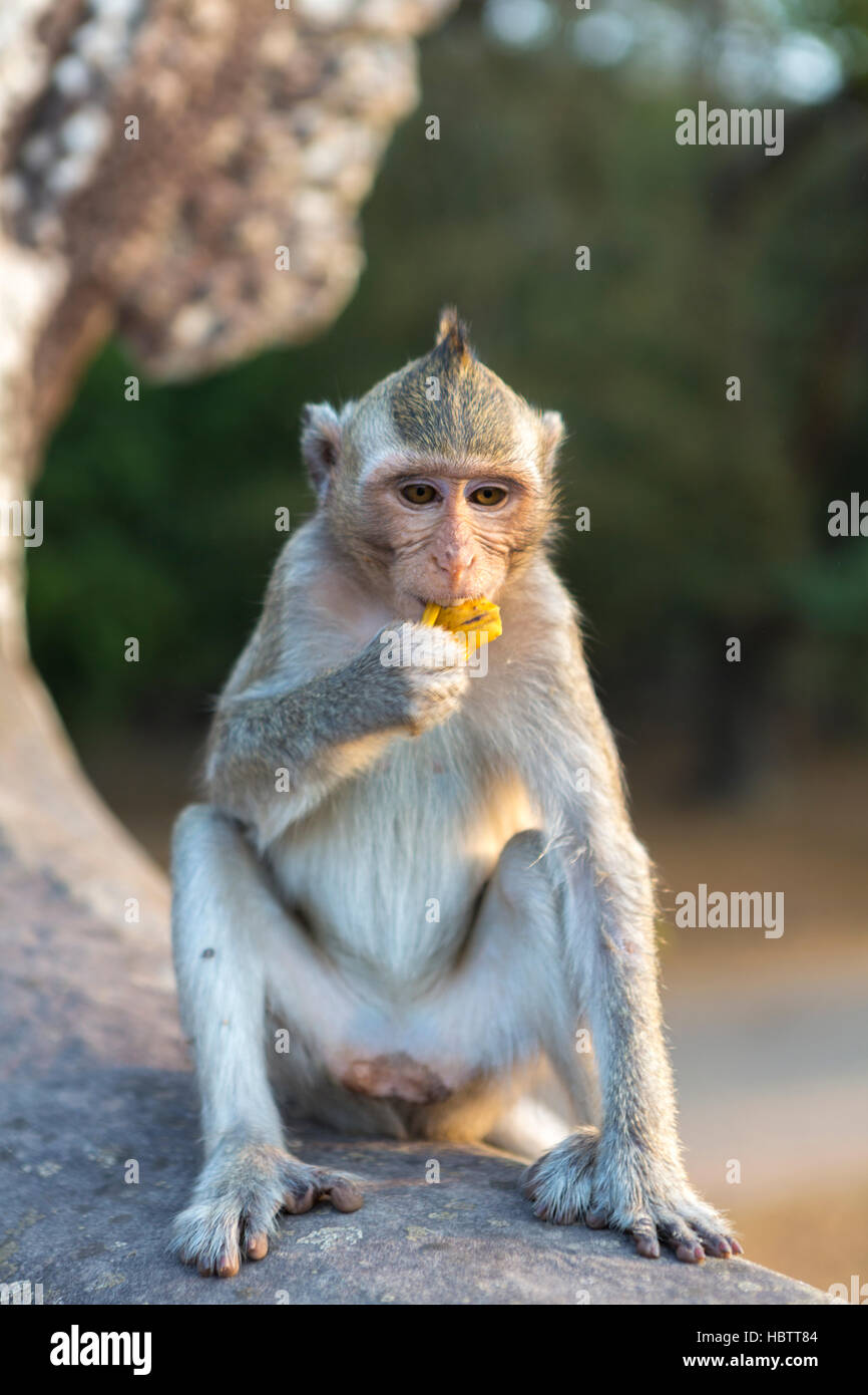 Macaque Monkey walking in the ruins of Angkor, Cambodia Stock Photo - Alamy
