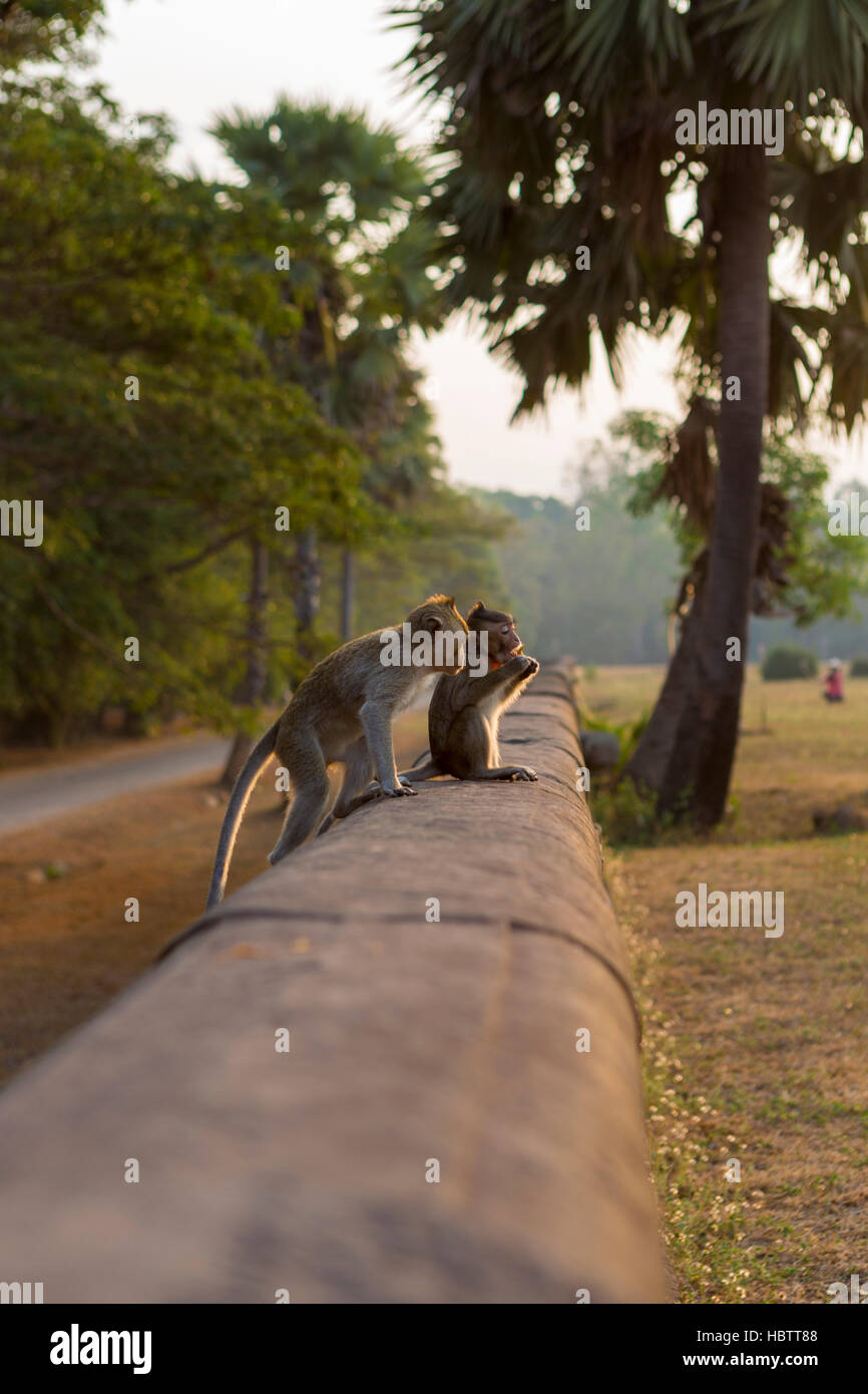 Baby chimpanzee monkey walking hi-res stock photography and images - Alamy