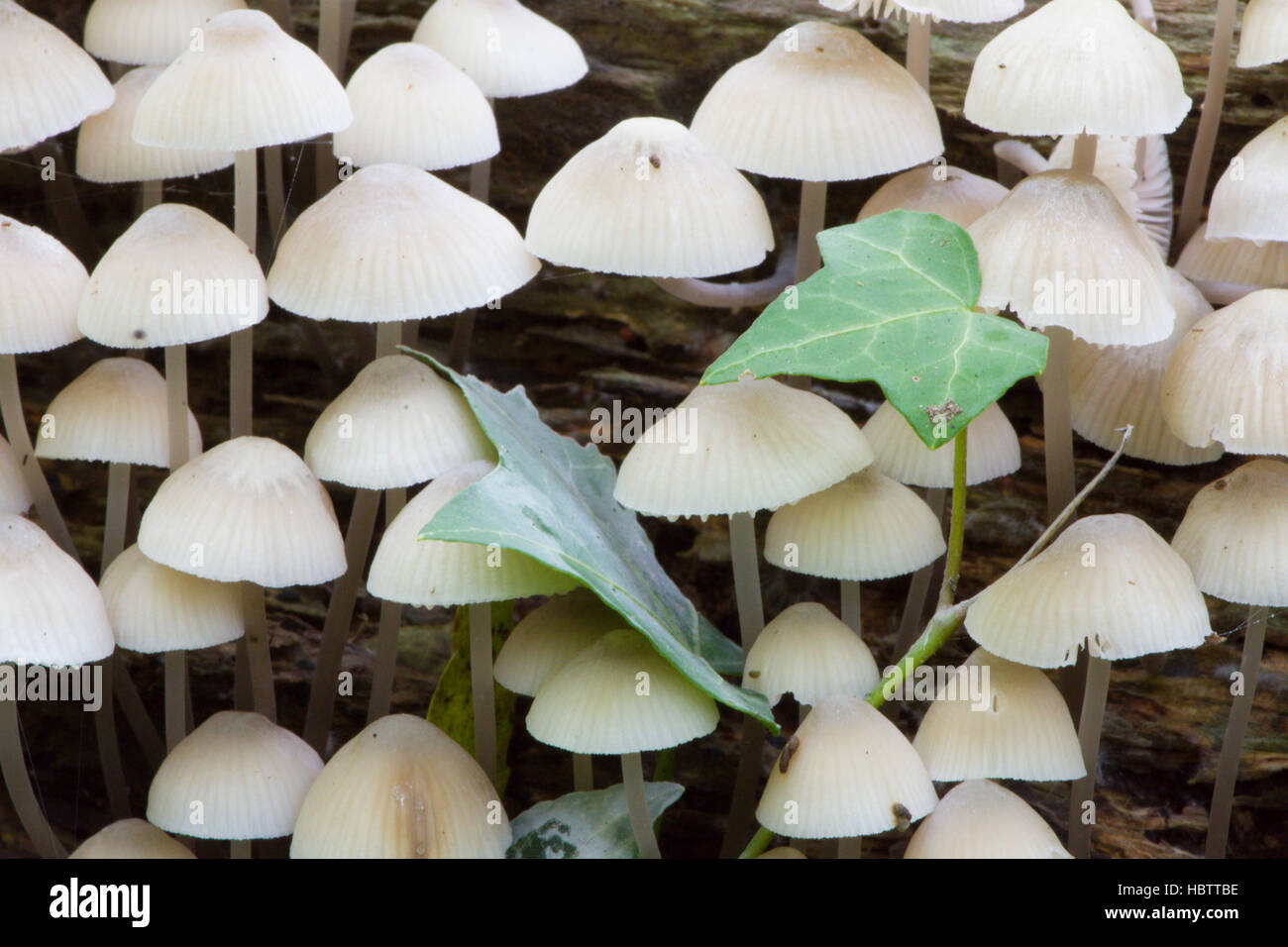 Tiny bonnet toadstools, species unknown. Sussex, UK. October Stock Photo - Alamy