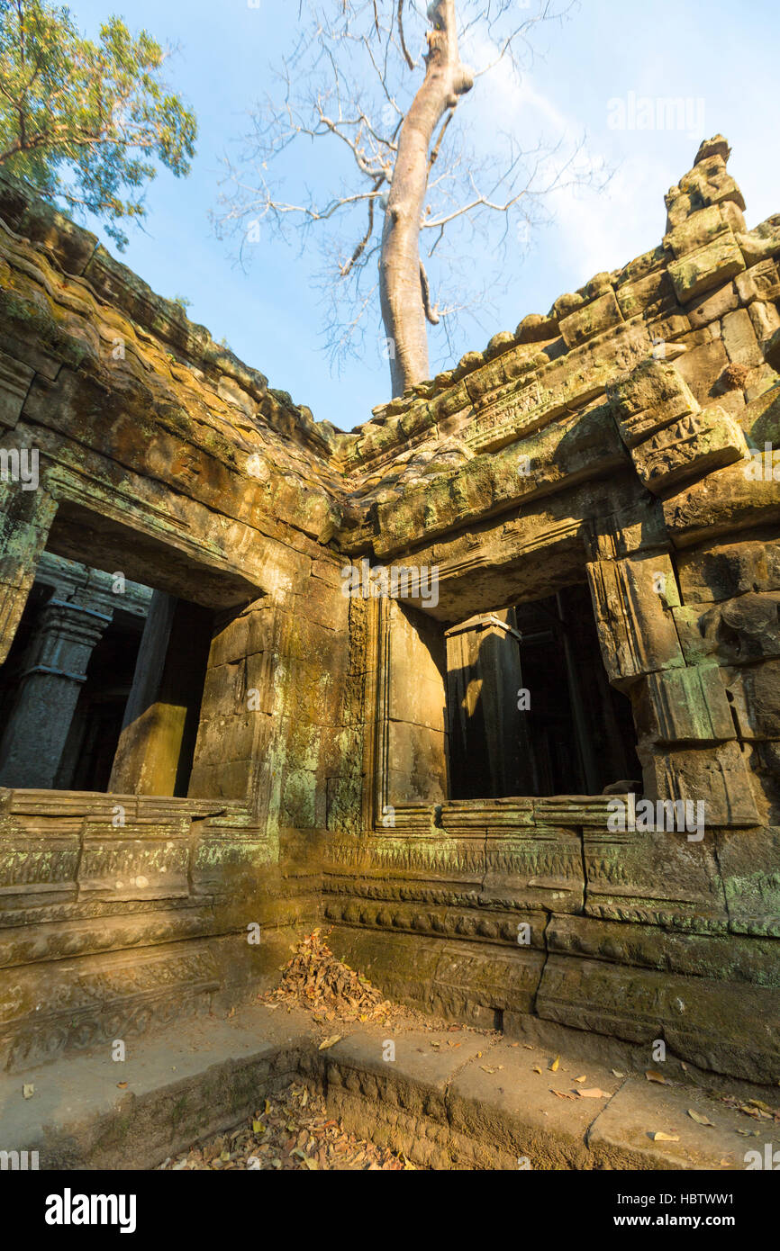 Tree on stone wall of Prasat Ta Prohm Temple in Angkor Thom Stock Photo ...