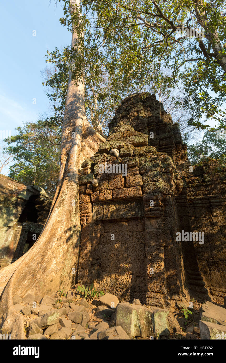 Tree on stone wall of Prasat Ta Prohm Temple in Angkor Thom Stock Photo ...