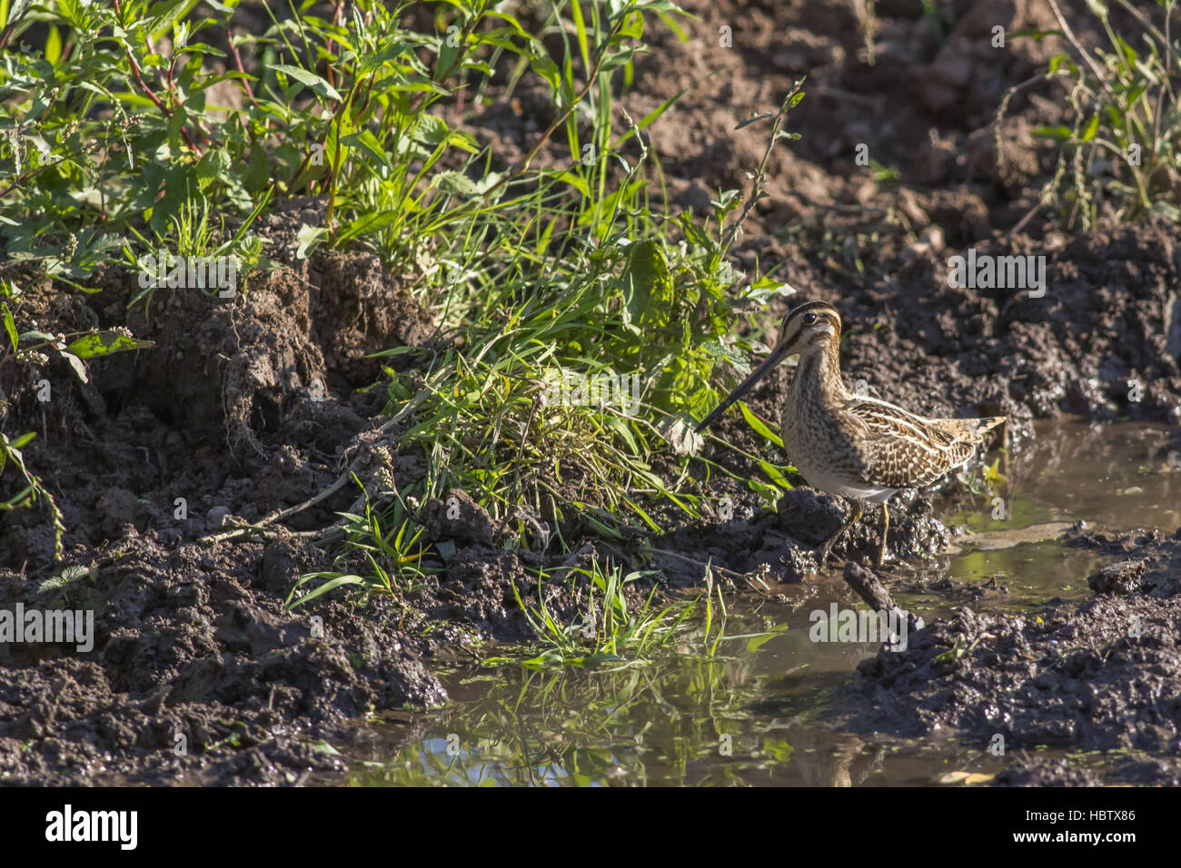 Fantail Snipe (Gallinago gallinago Stock Photo - Alamy
