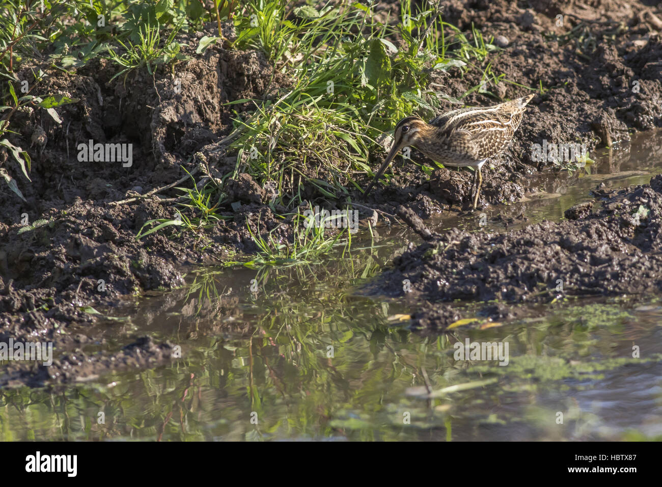 Fantail Snipe (Gallinago gallinago Stock Photo - Alamy