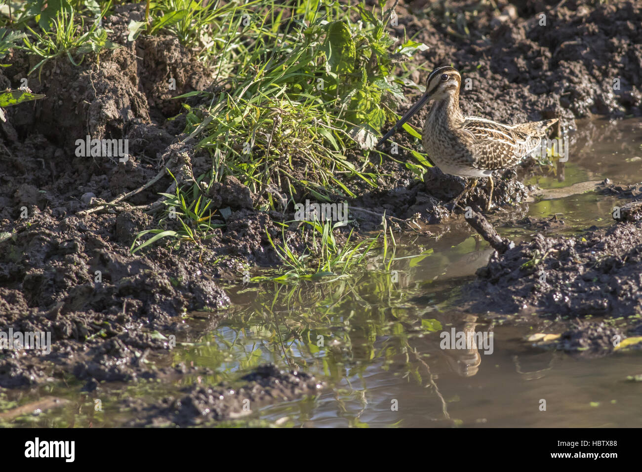 Fantail Snipe (Gallinago gallinago Stock Photo - Alamy