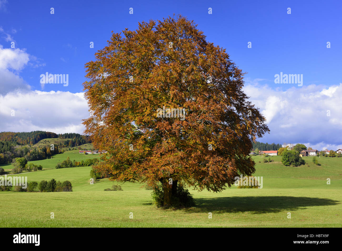 Big beech tree hi-res stock photography and images - Alamy