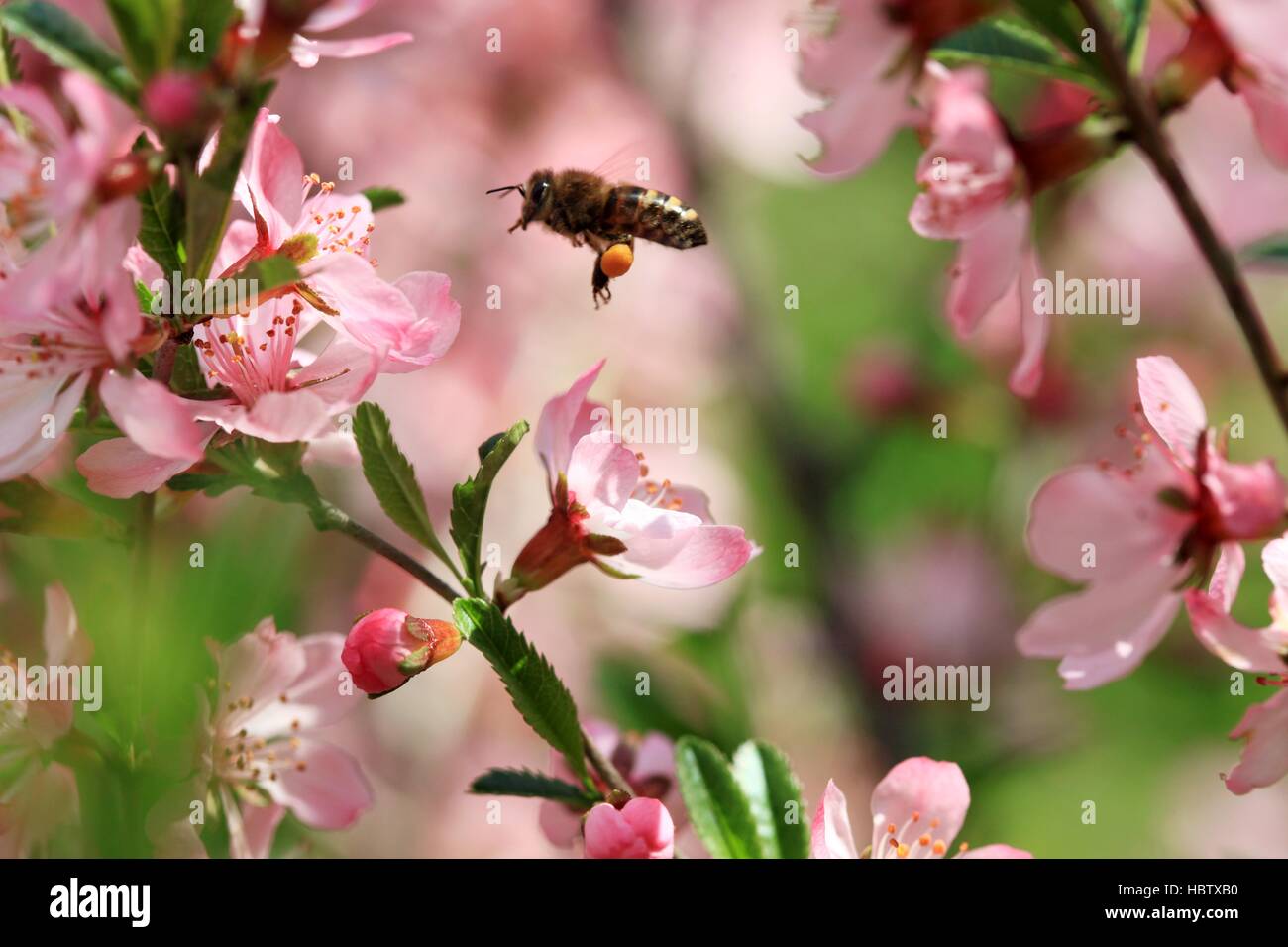 flying bee in blossom Stock Photo - Alamy
