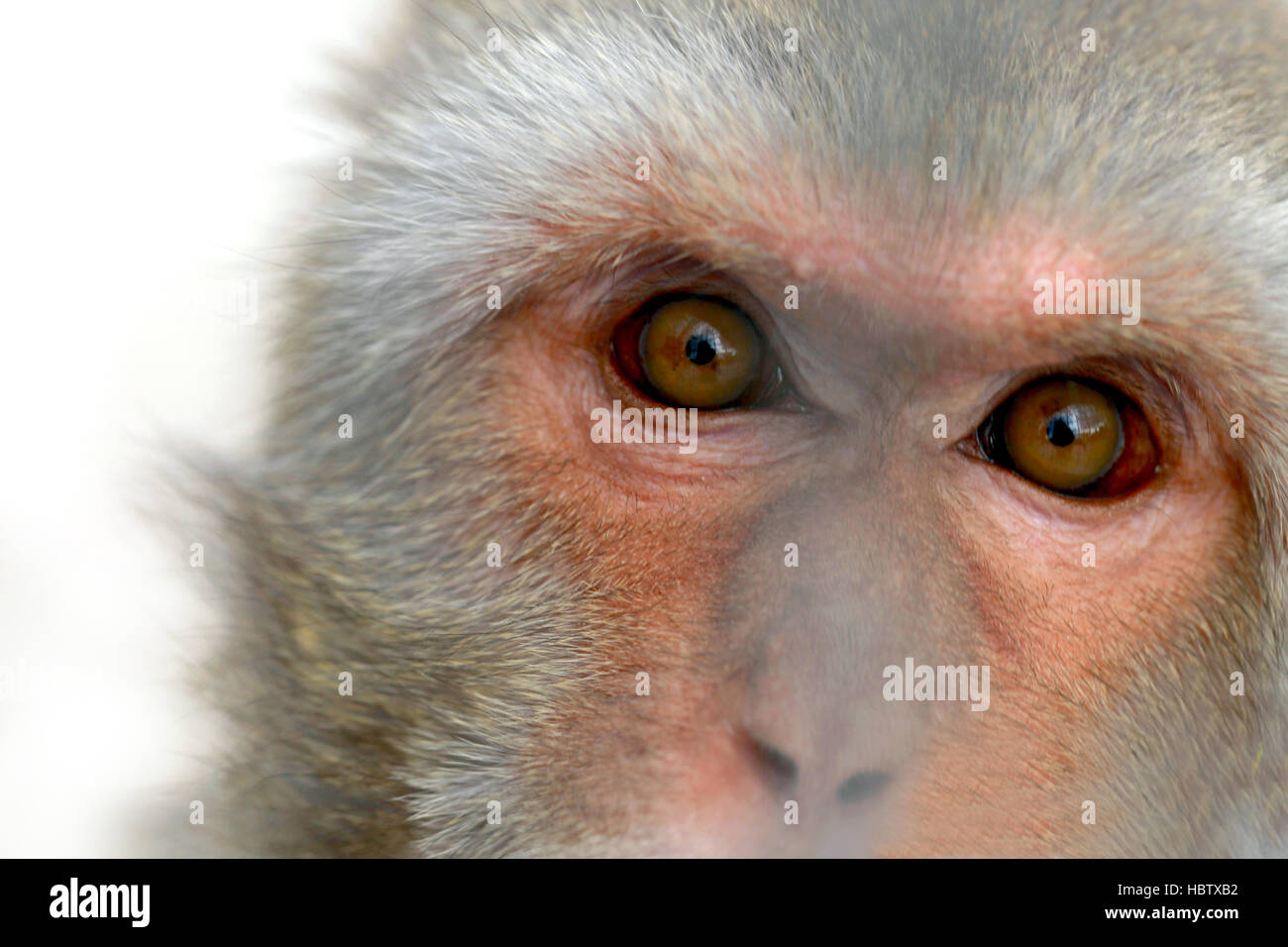 portrait of monkey Stock Photo - Alamy