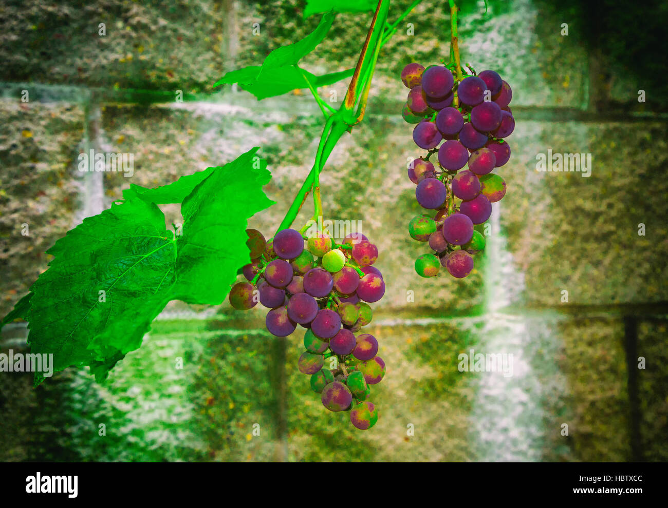 Grapes on a branch hi-res stock photography and images - Alamy