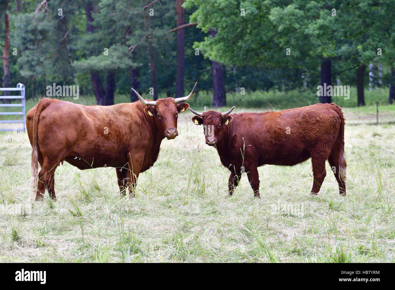 Bull of salers hi-res stock photography and images - Alamy