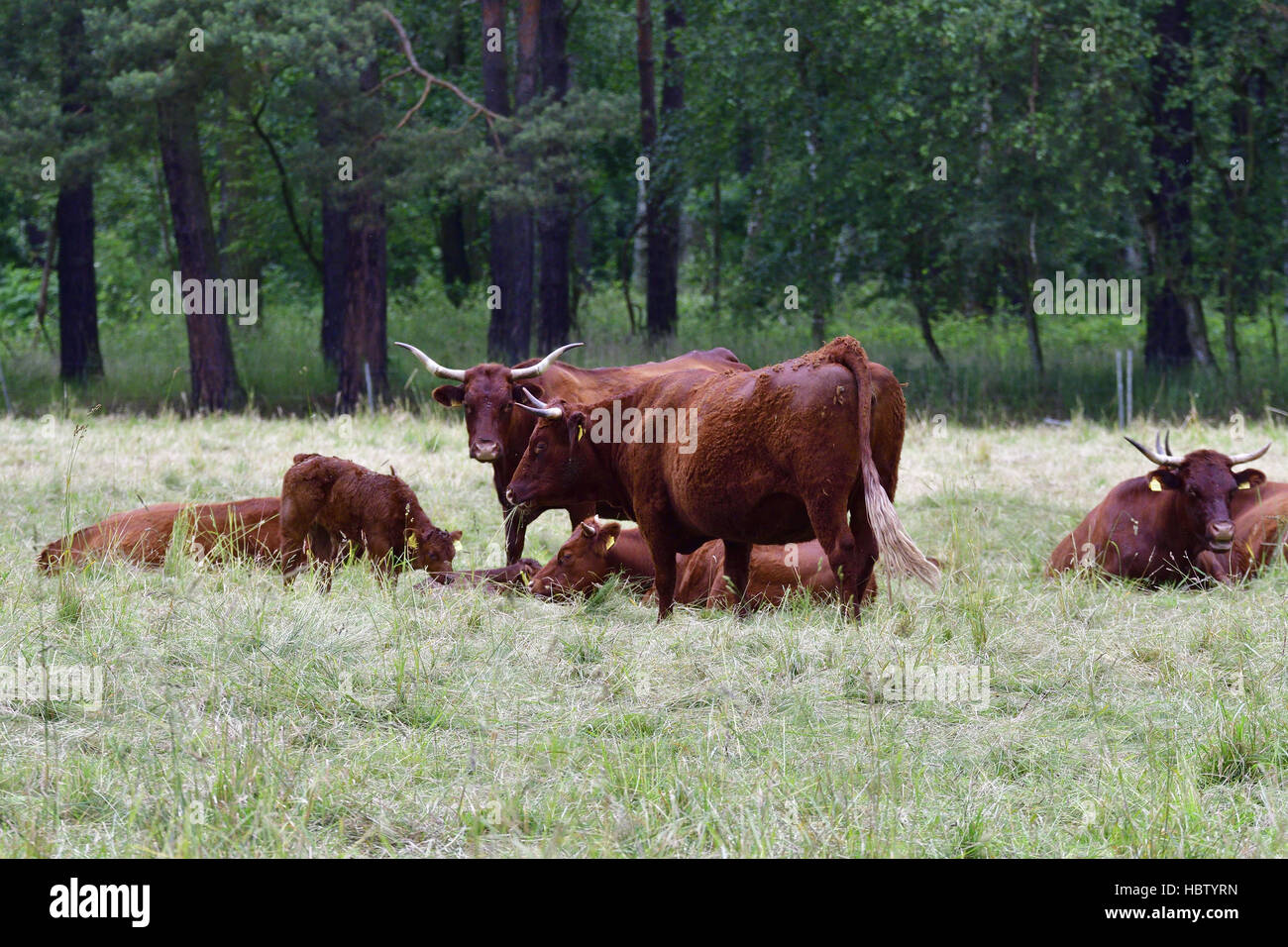 Salers rinder hi-res stock photography and images - Alamy