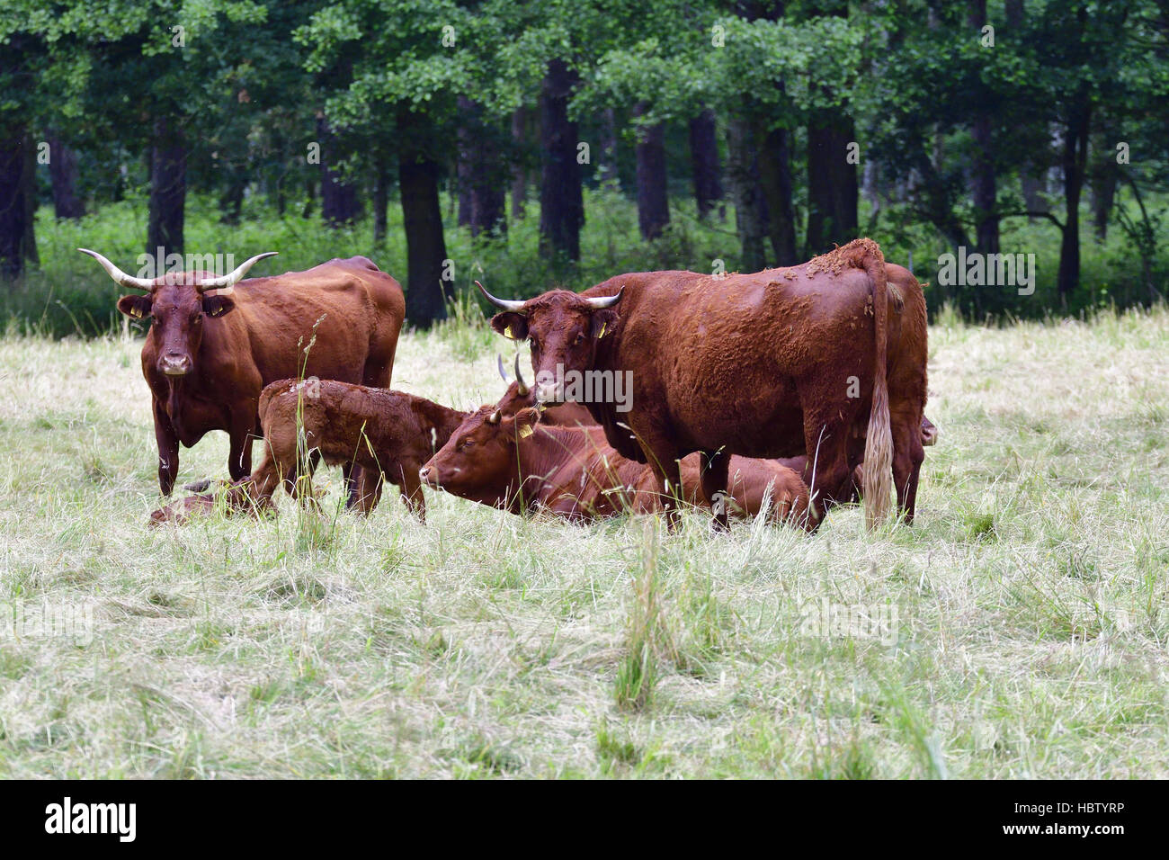 Salers bull hi-res stock photography and images - Alamy