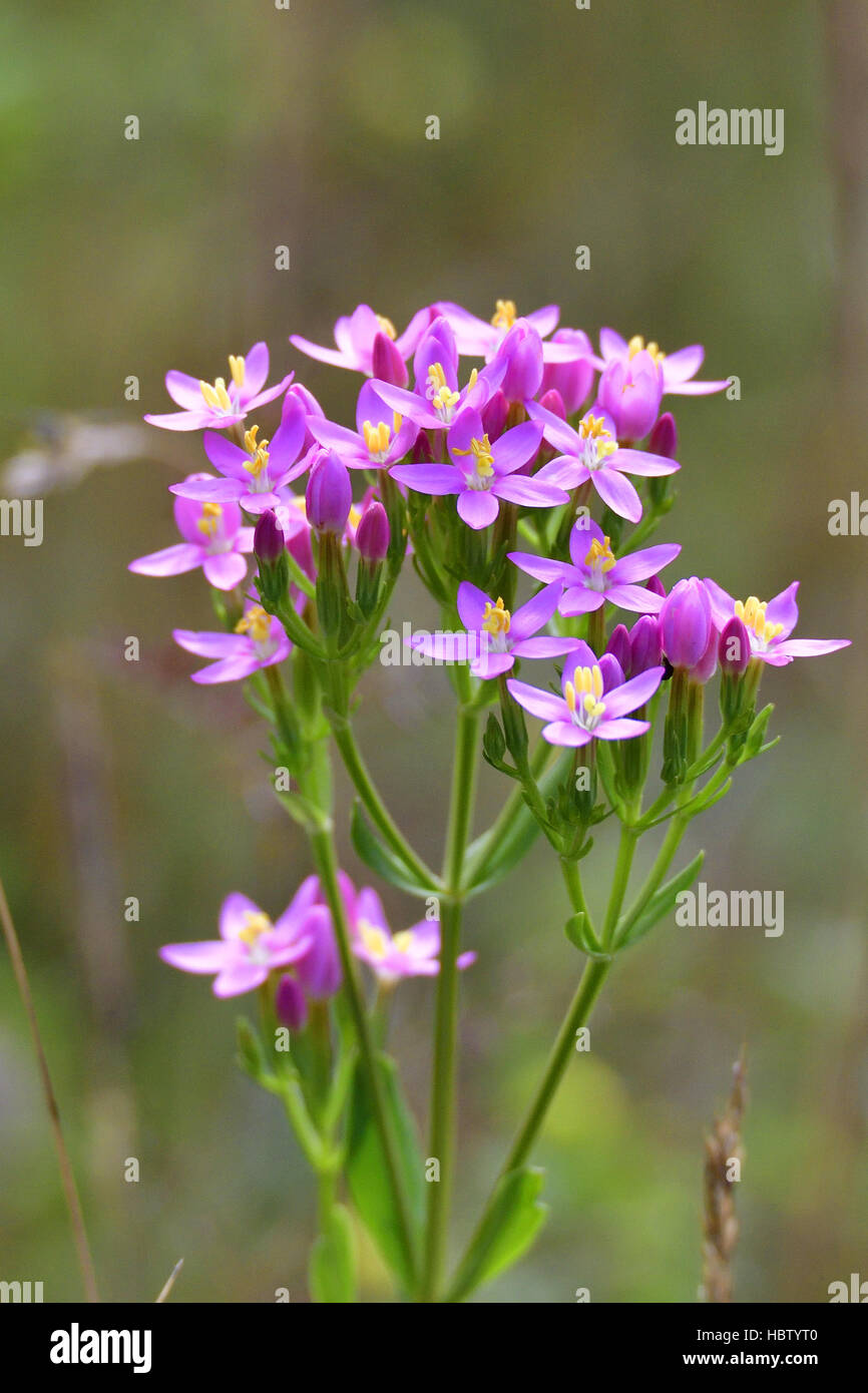 Erythraea centaurium hi-res stock photography and images - Alamy