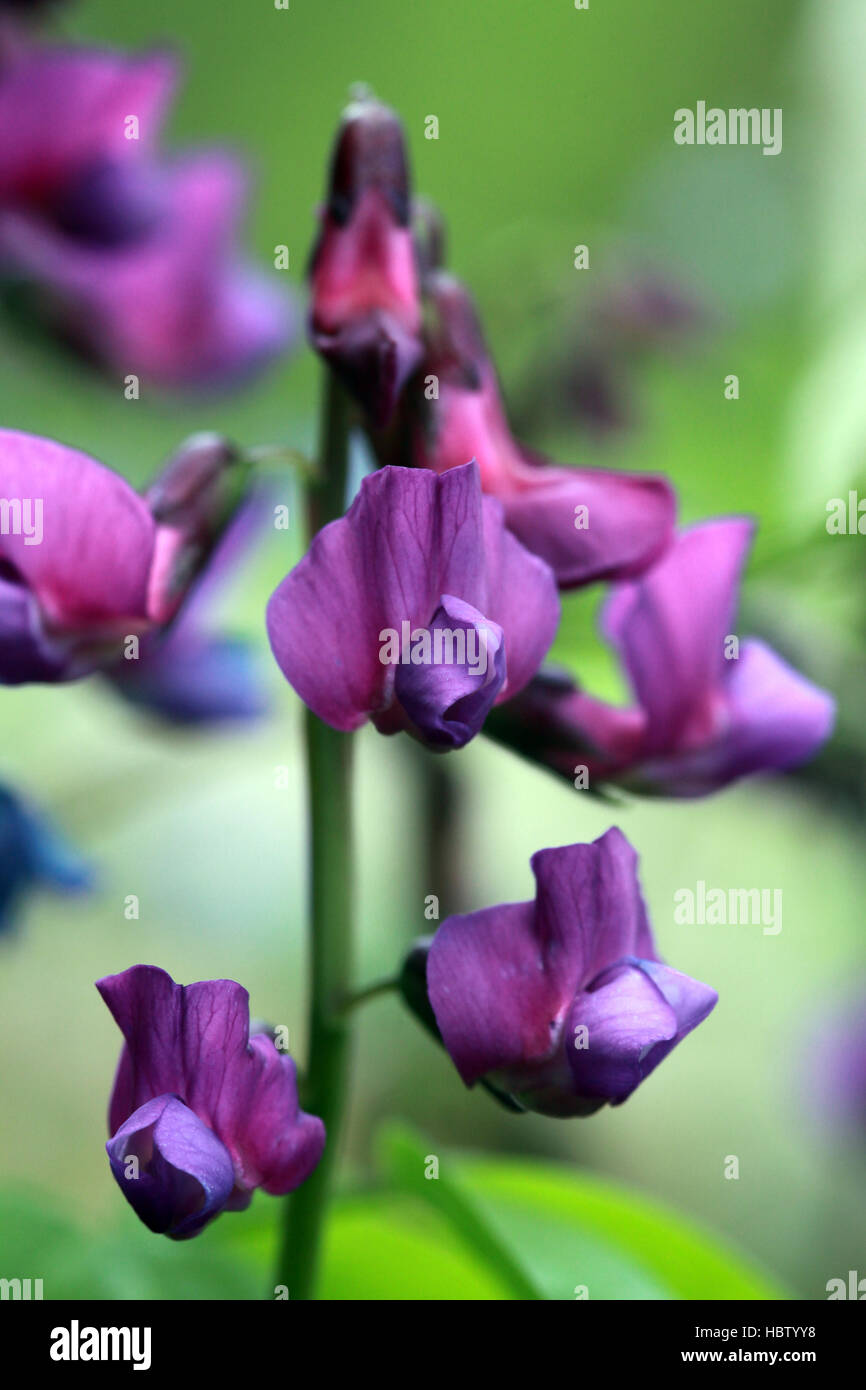 Spring pea lathyrus vernus hi-res stock photography and images - Alamy