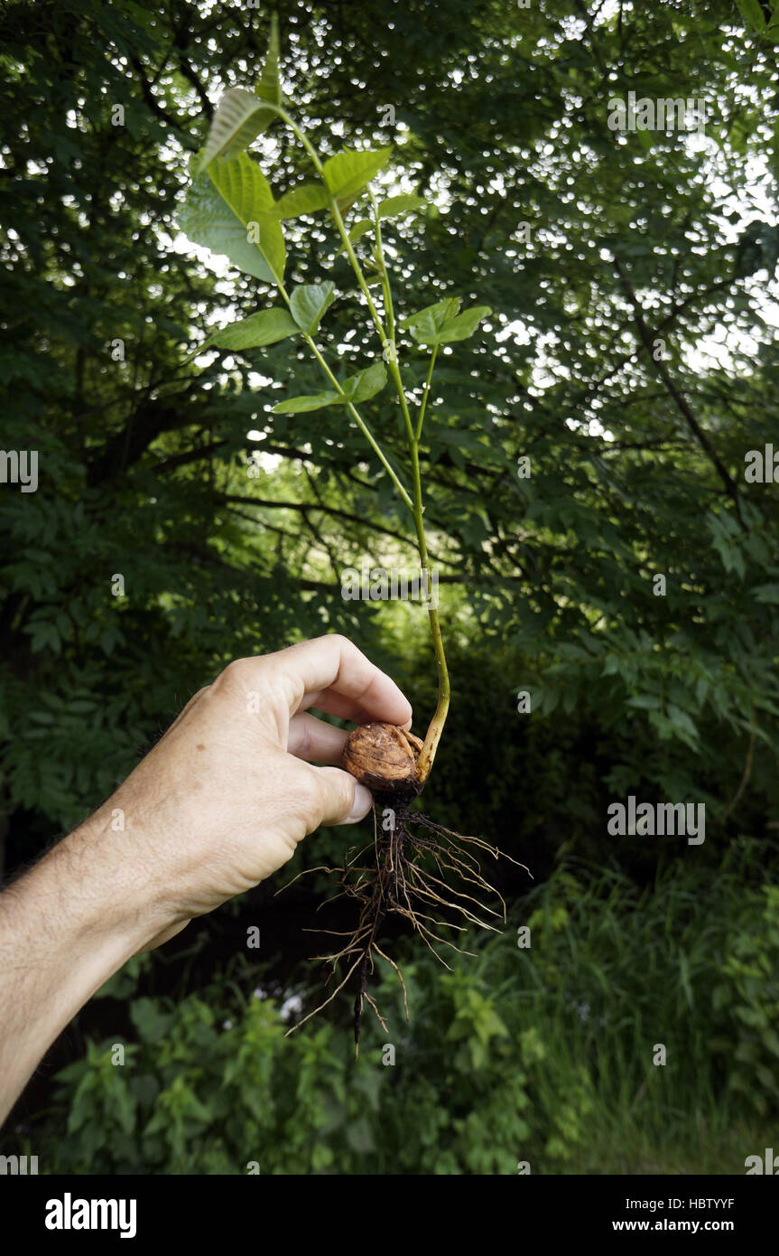 Walnut sapling hi-res stock photography and images - Alamy