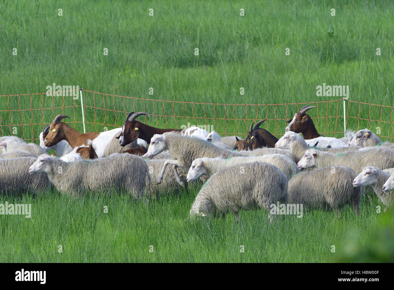 Male boer goat hi-res stock photography and images - Alamy
